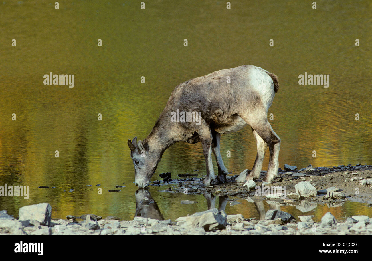 Grosse corne brebis ovis canadensis Banque de photographies et d’images ...