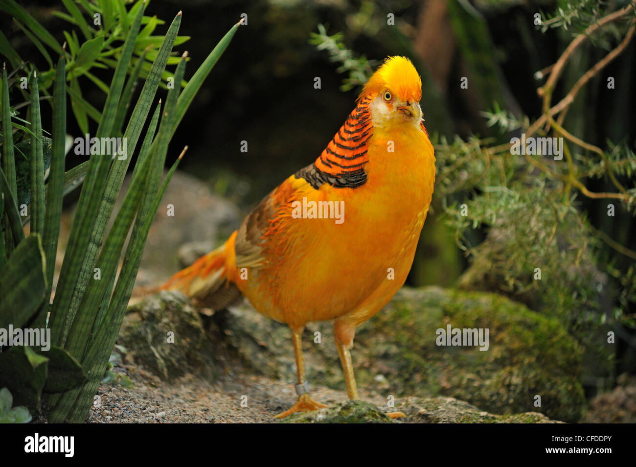 Chinese pheasant Banque de photographies et d’images à haute résolution ...