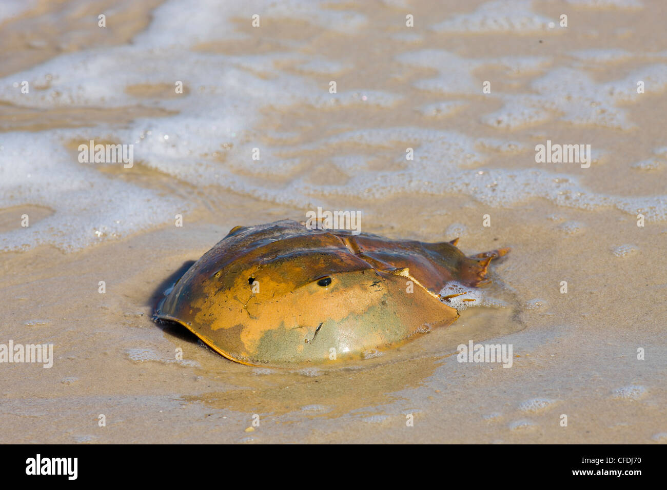 Horseshoe crabs limulus Banque de photographies et d’images à haute ...