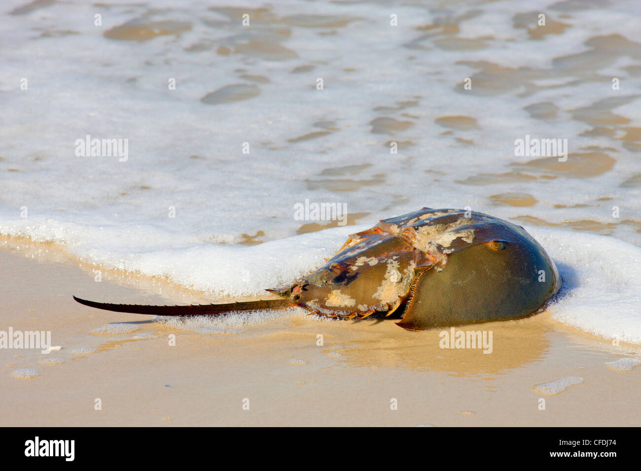 Horseshoe crabs limulus Banque de photographies et d’images à haute ...