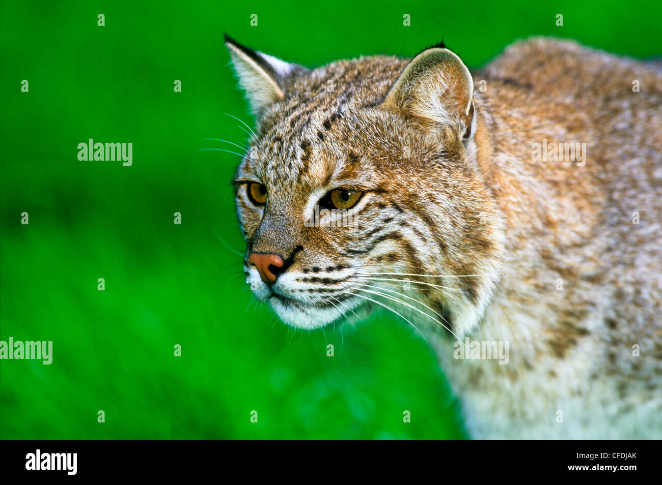 Felis rufus Banque de photographies et d’images à haute résolution - Alamy