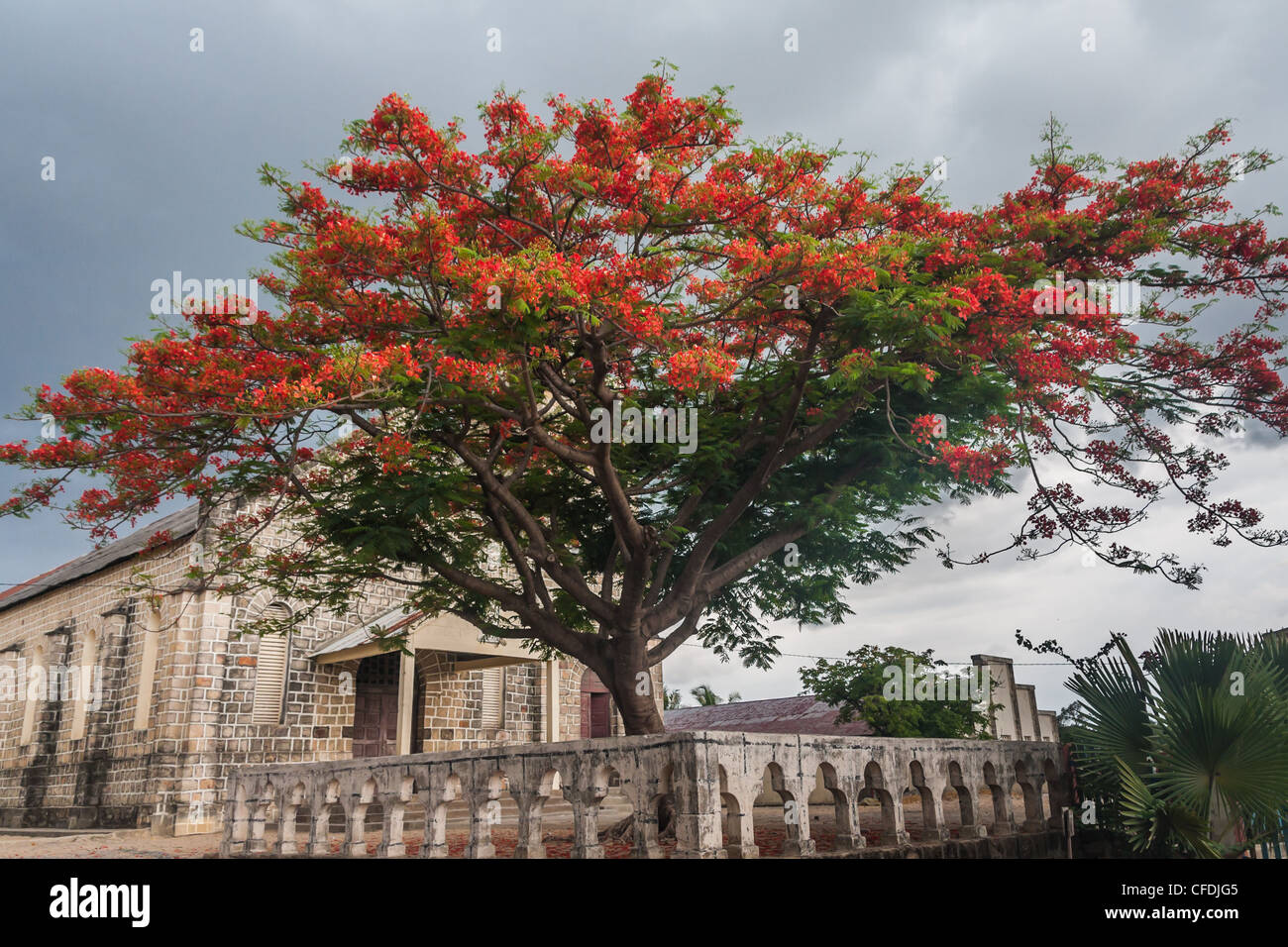 Arbre flamboyant Banque de photographies et d’images à haute résolution ...