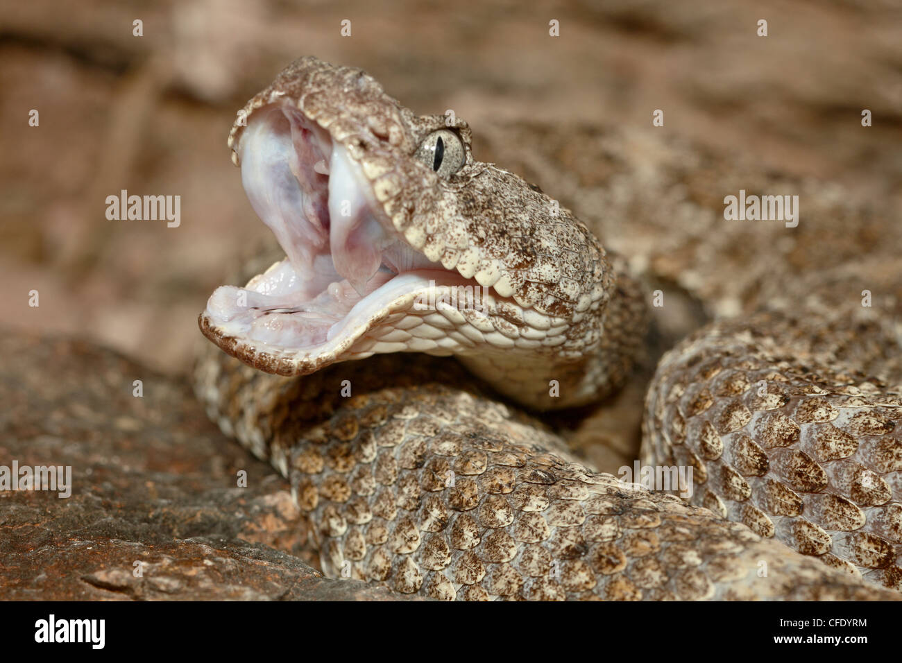 Arizona Sonora Museum Banque d'image et photos - Alamy