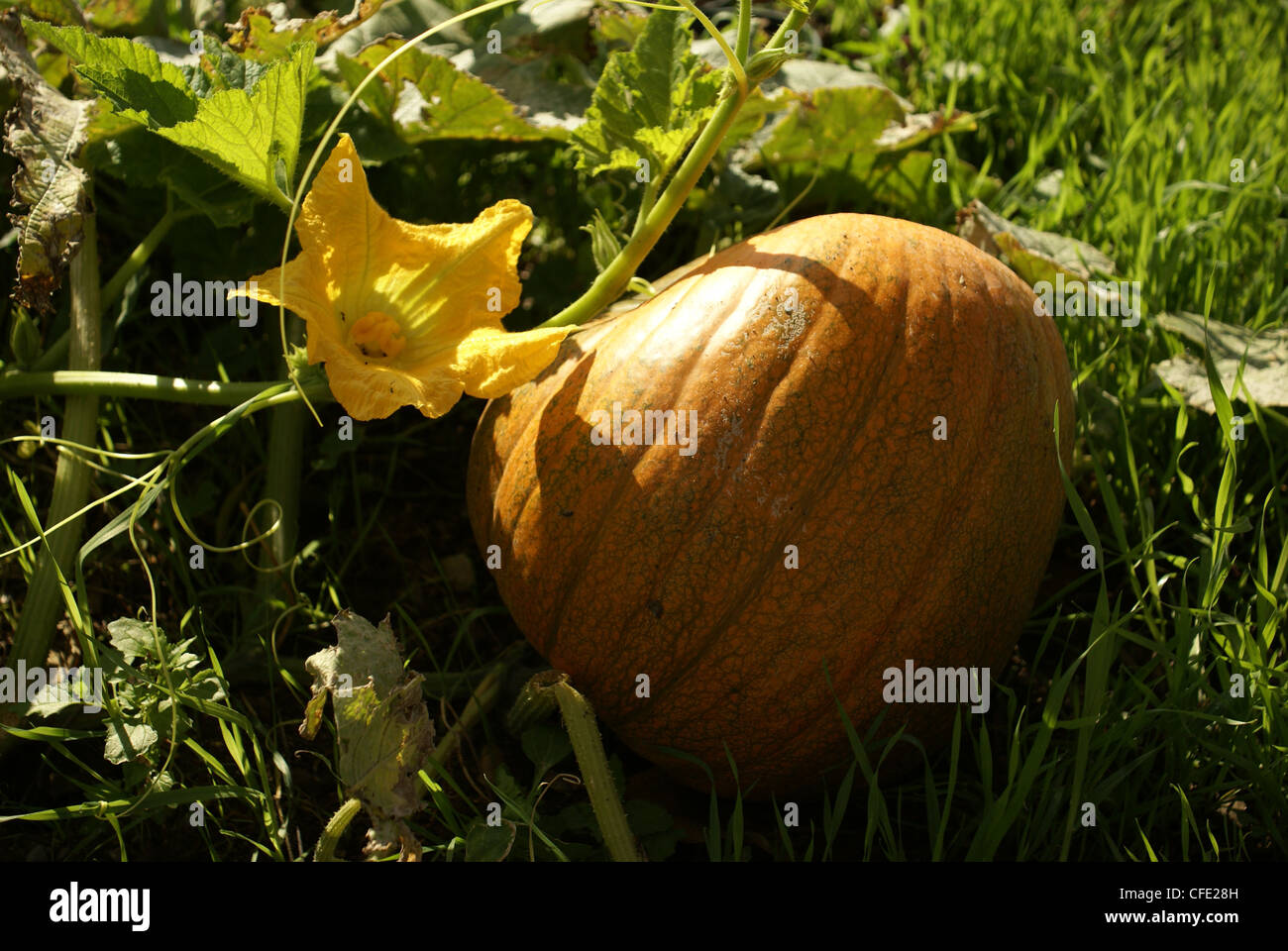 Citrouilles fleur de citrouille Banque de photographies et d’images à ...