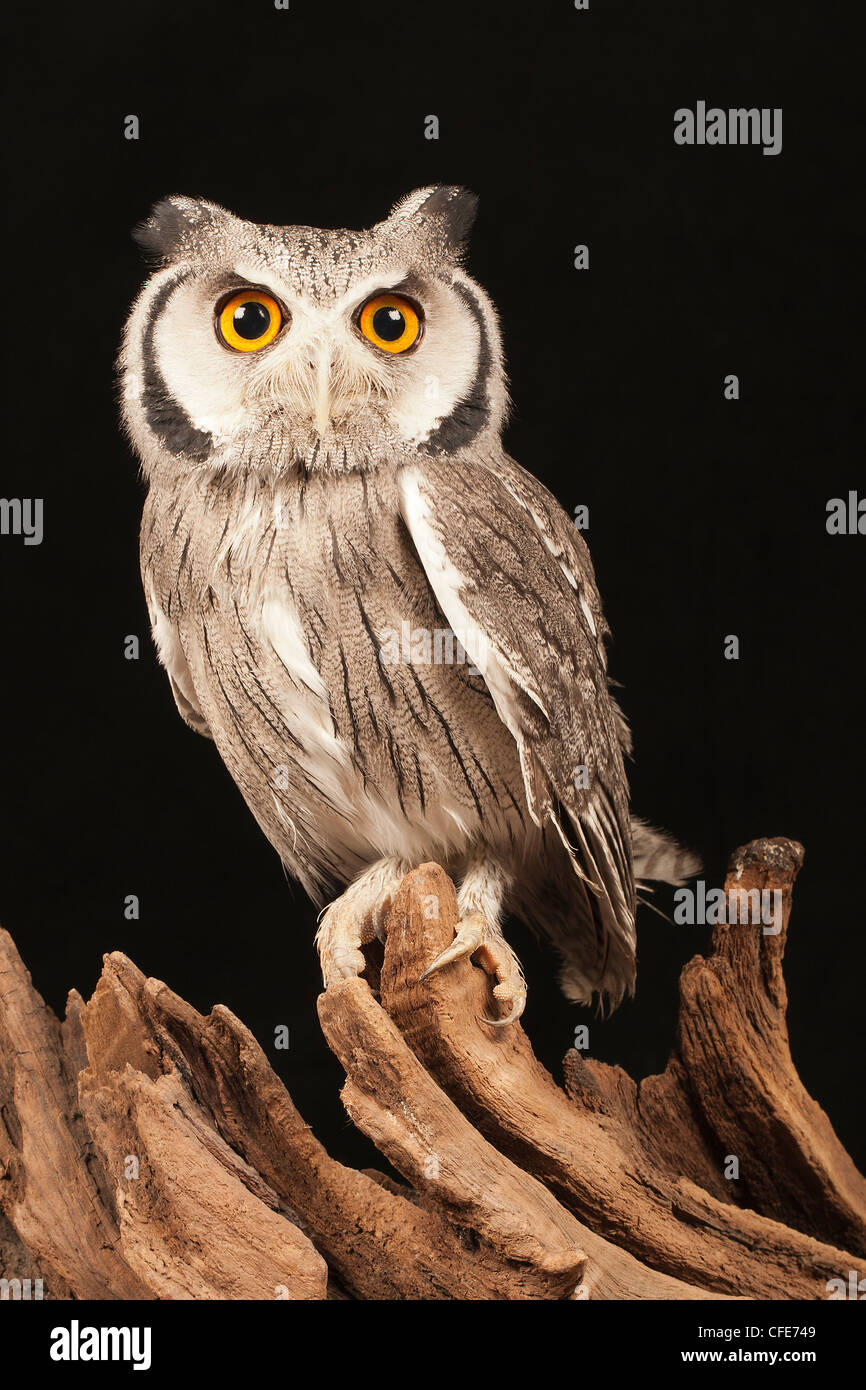 Hibou africain face blanche Banque d'image et photos - Alamy