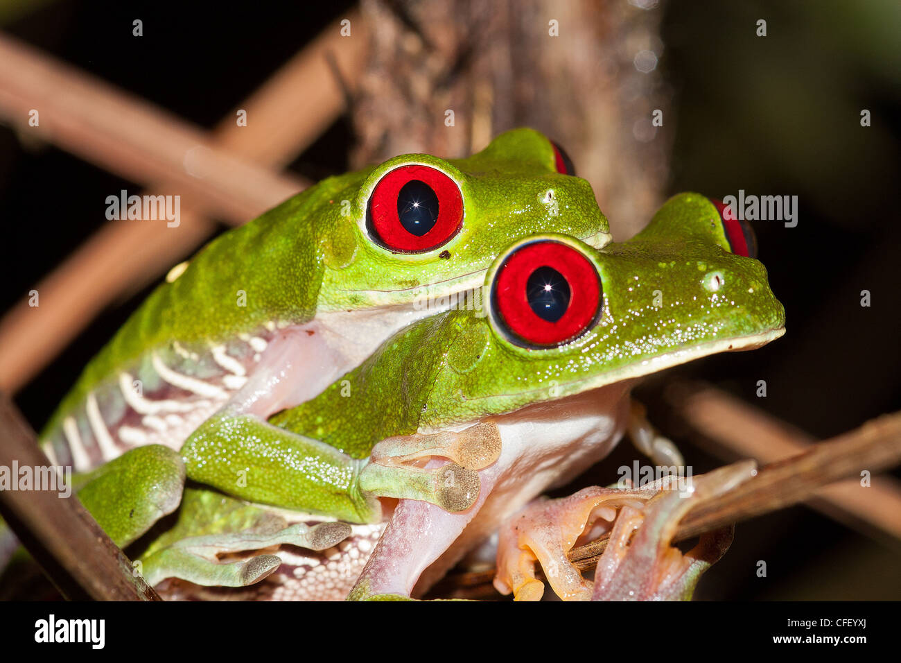 Grenouilles aux yeux rouges Banque de photographies et d’images à haute ...