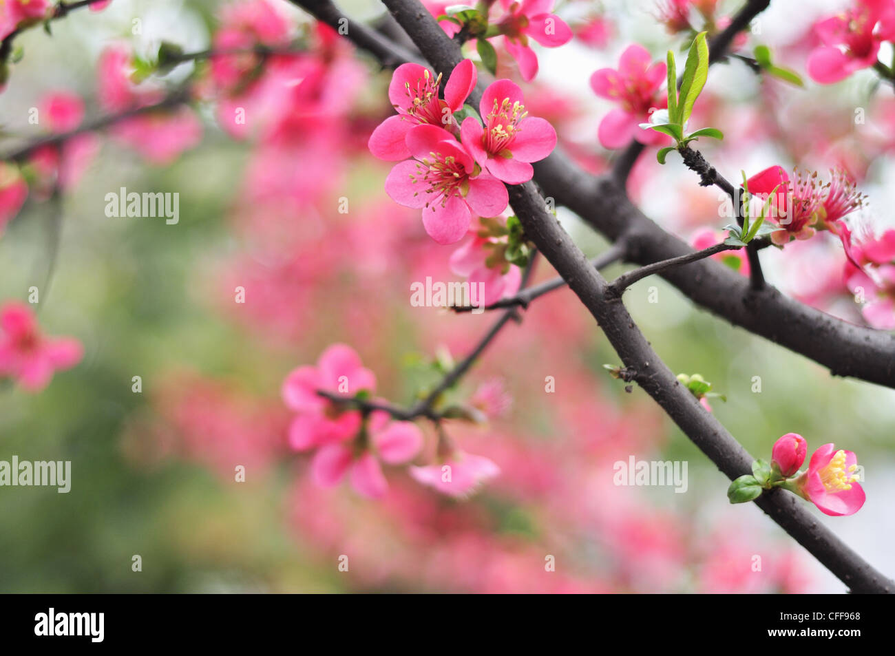 Fleur de prunier rouge Banque de photographies et d’images à haute ...