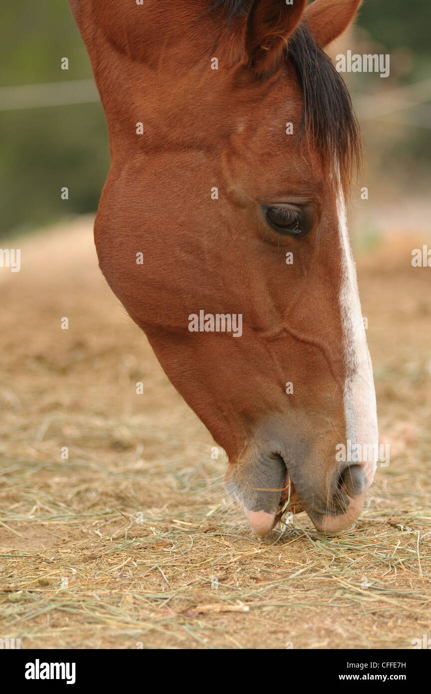 Cheval tete Banque de photographies et d’images à haute résolution - Alamy