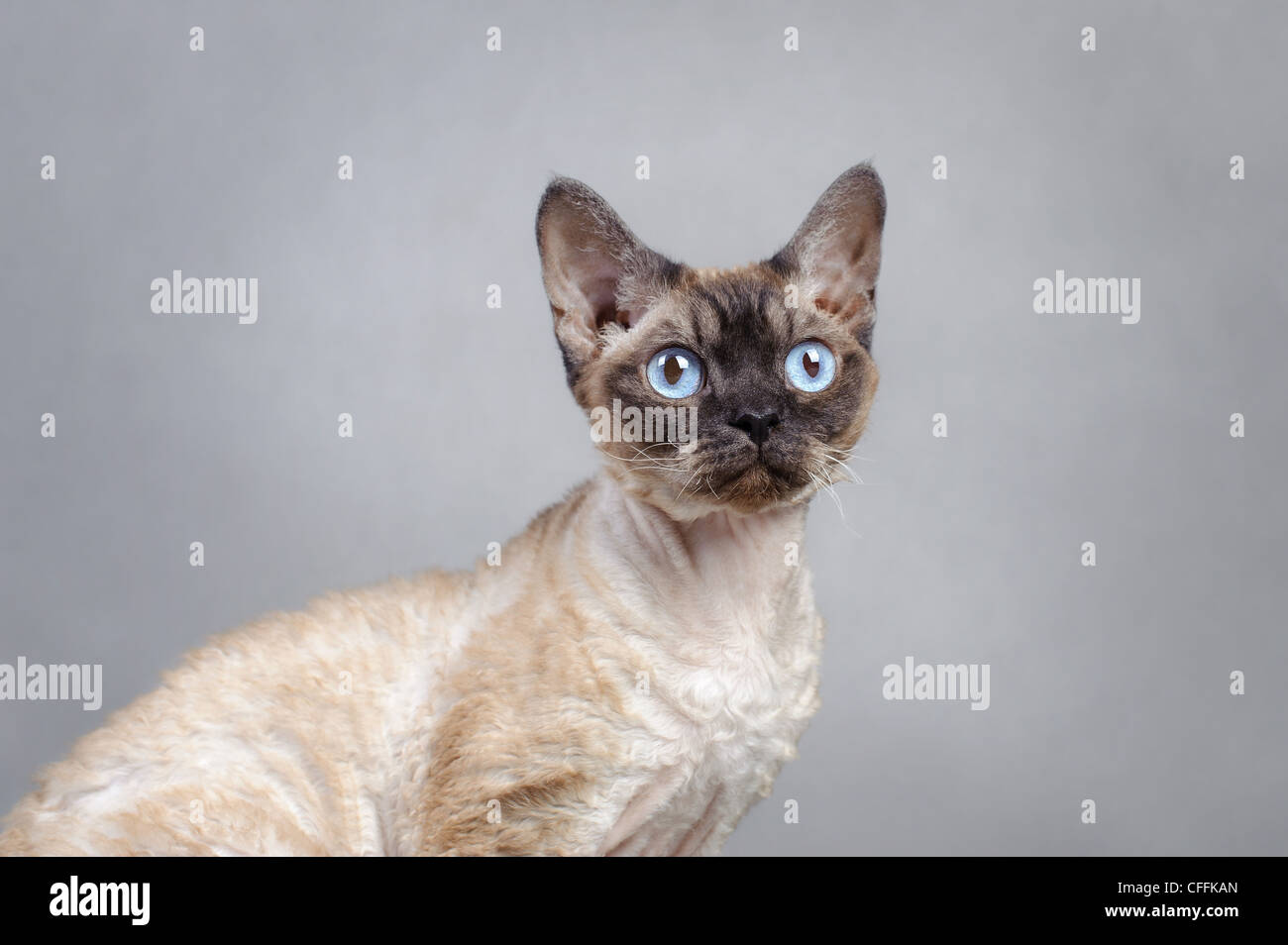 Chat devon rex Banque de photographies et d’images à haute résolution ...