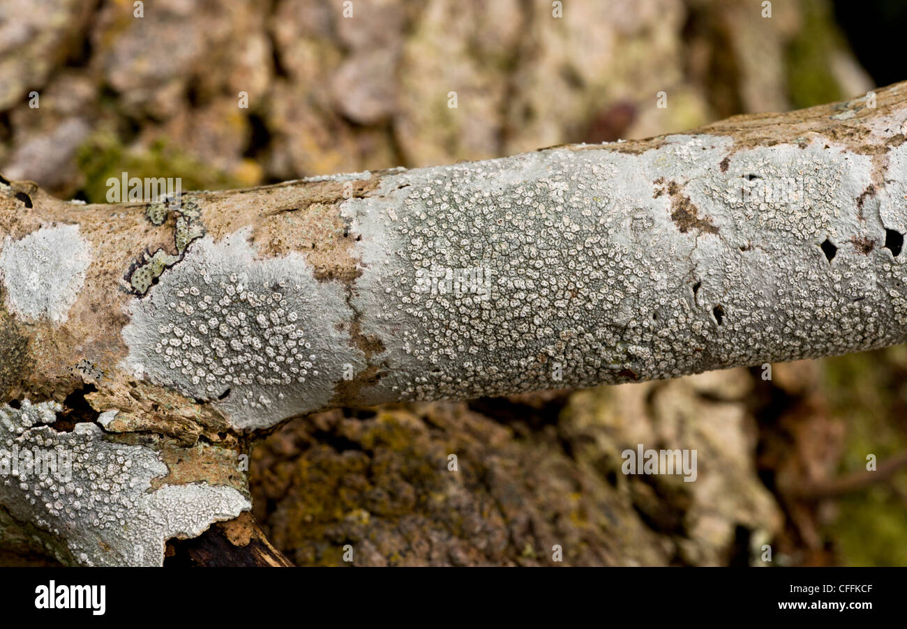 Lichens corticoles, crustacées, Pertusaria albescens sur Branch. Exmoor ...
