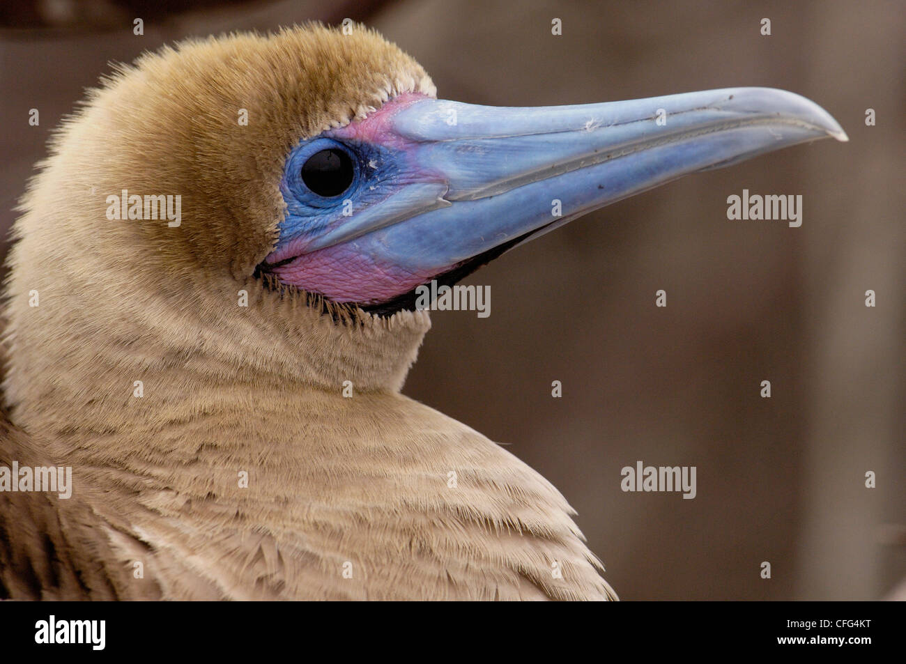 Prehensile feet Banque de photographies et d’images à haute résolution ...