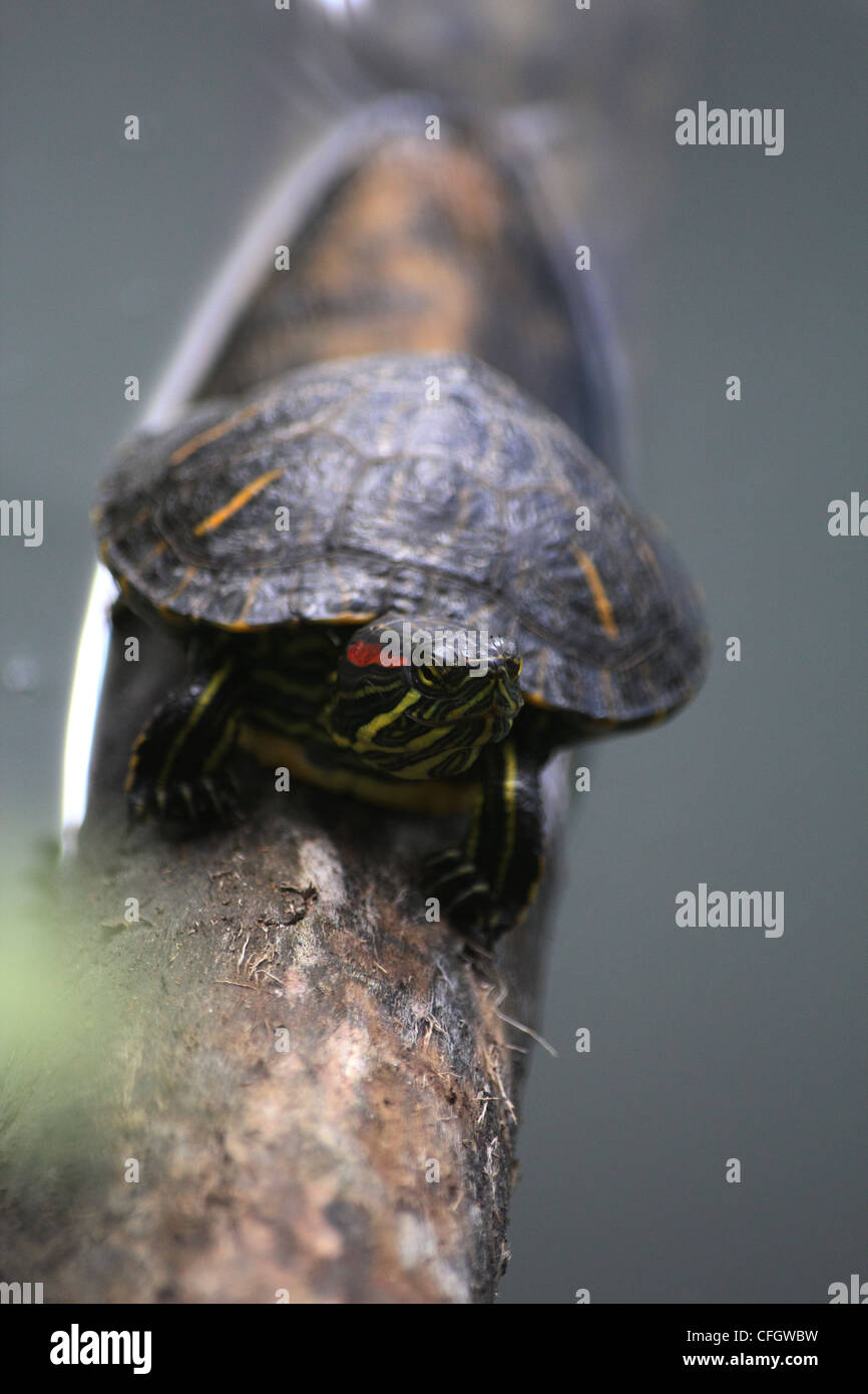 Baby tortoise Banque de photographies et d’images à haute résolution ...