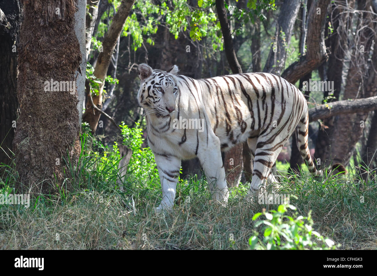 Tigres asiatiques Banque de photographies et d’images à haute résolution - Alamy
