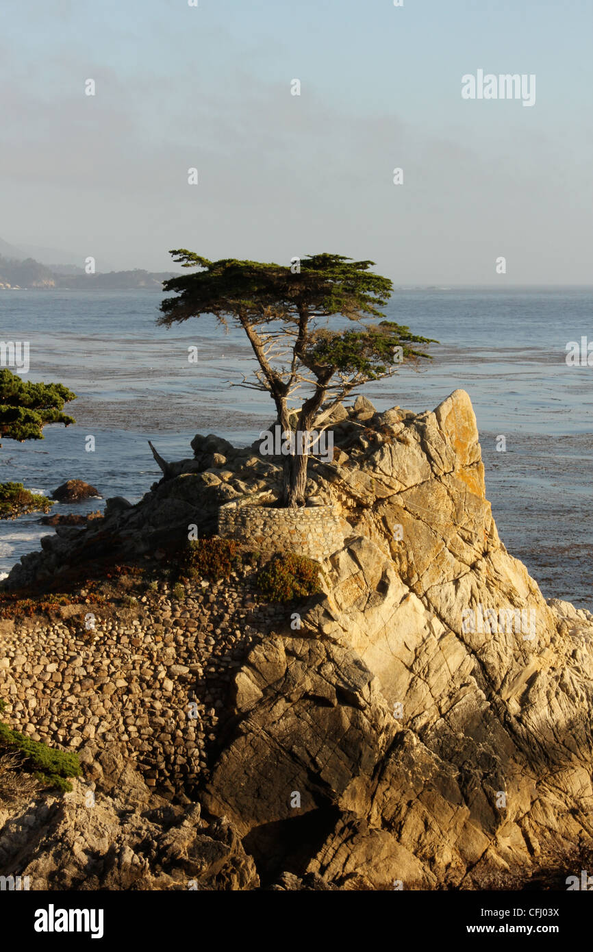 Monterey cyprus tree Banque de photographies et d’images à haute ...