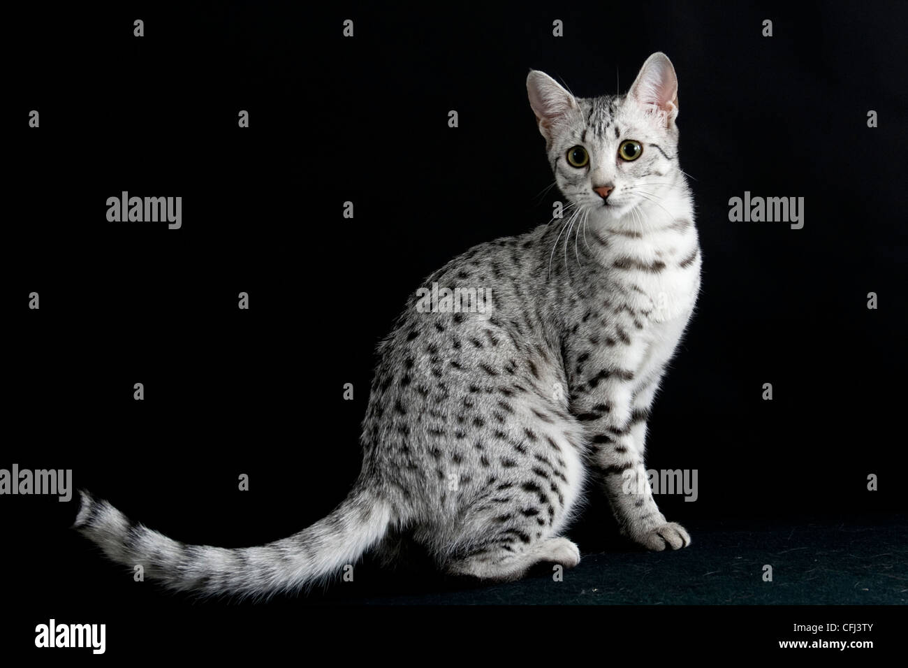 Egyptian mau cat Banque de photographies et d’images à haute résolution ...