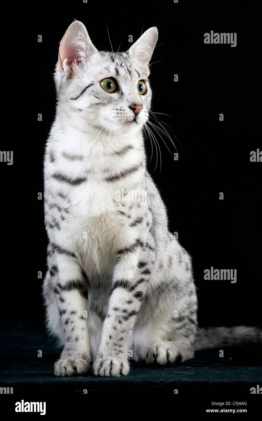 Mau Banque de photographies et d’images à haute résolution - Alamy