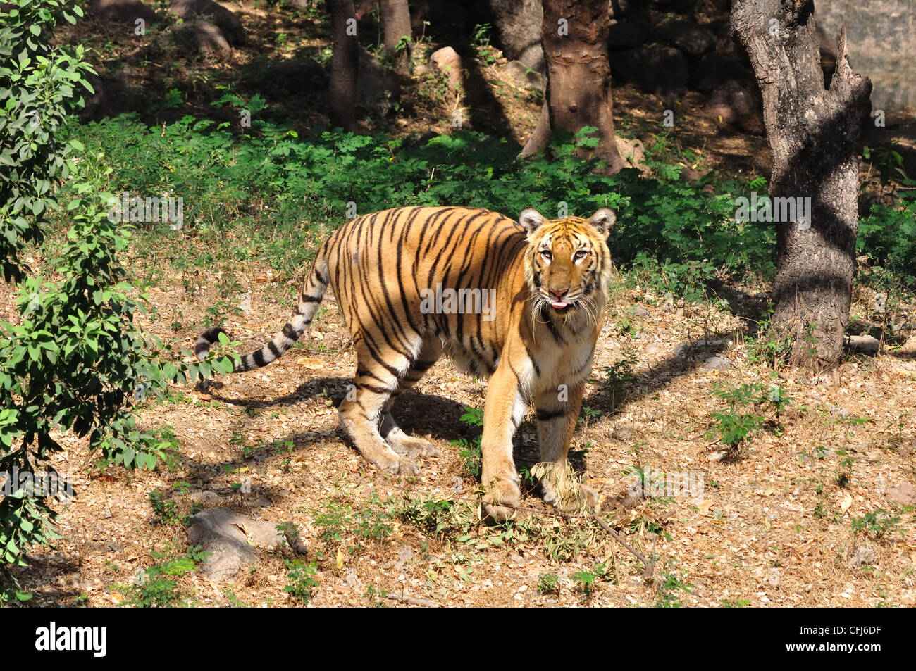 Royal tiger Banque de photographies et d’images à haute résolution - Alamy