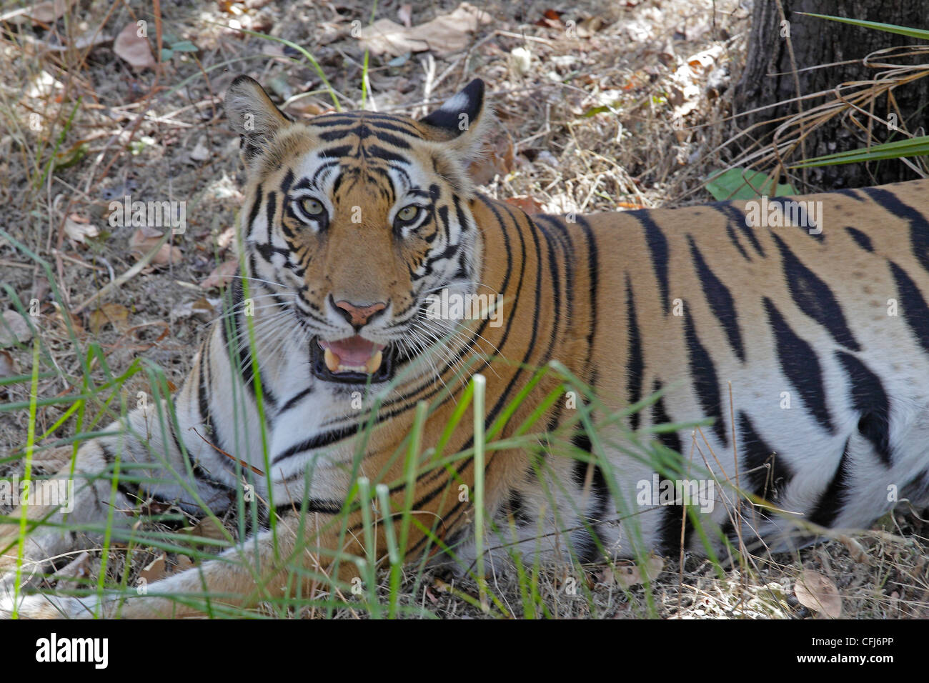Tigre royal du bengale Banque de photographies et d’images à haute ...
