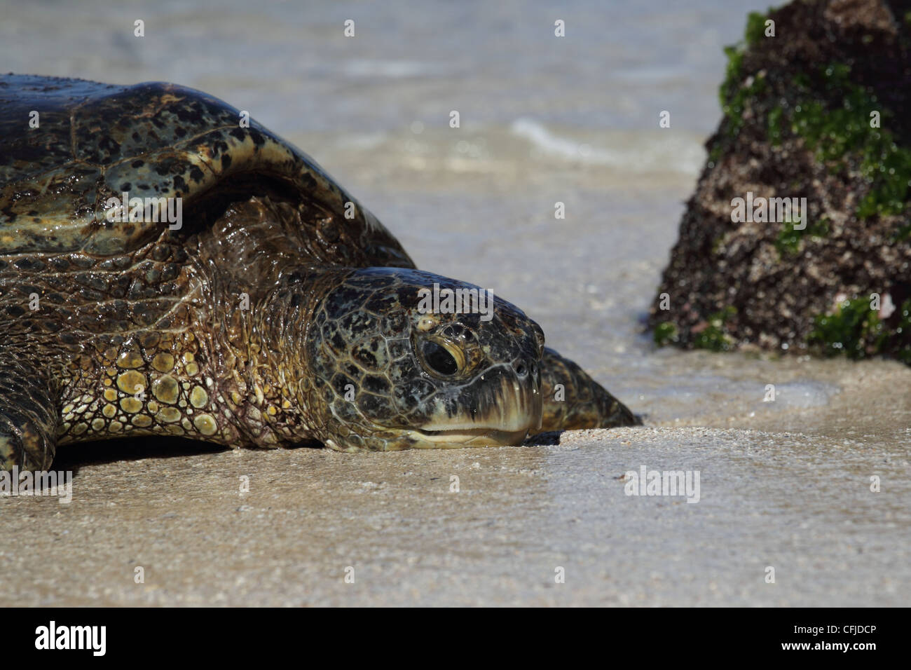Tortue verte chelonia mydas Banque de photographies et d’images à haute ...