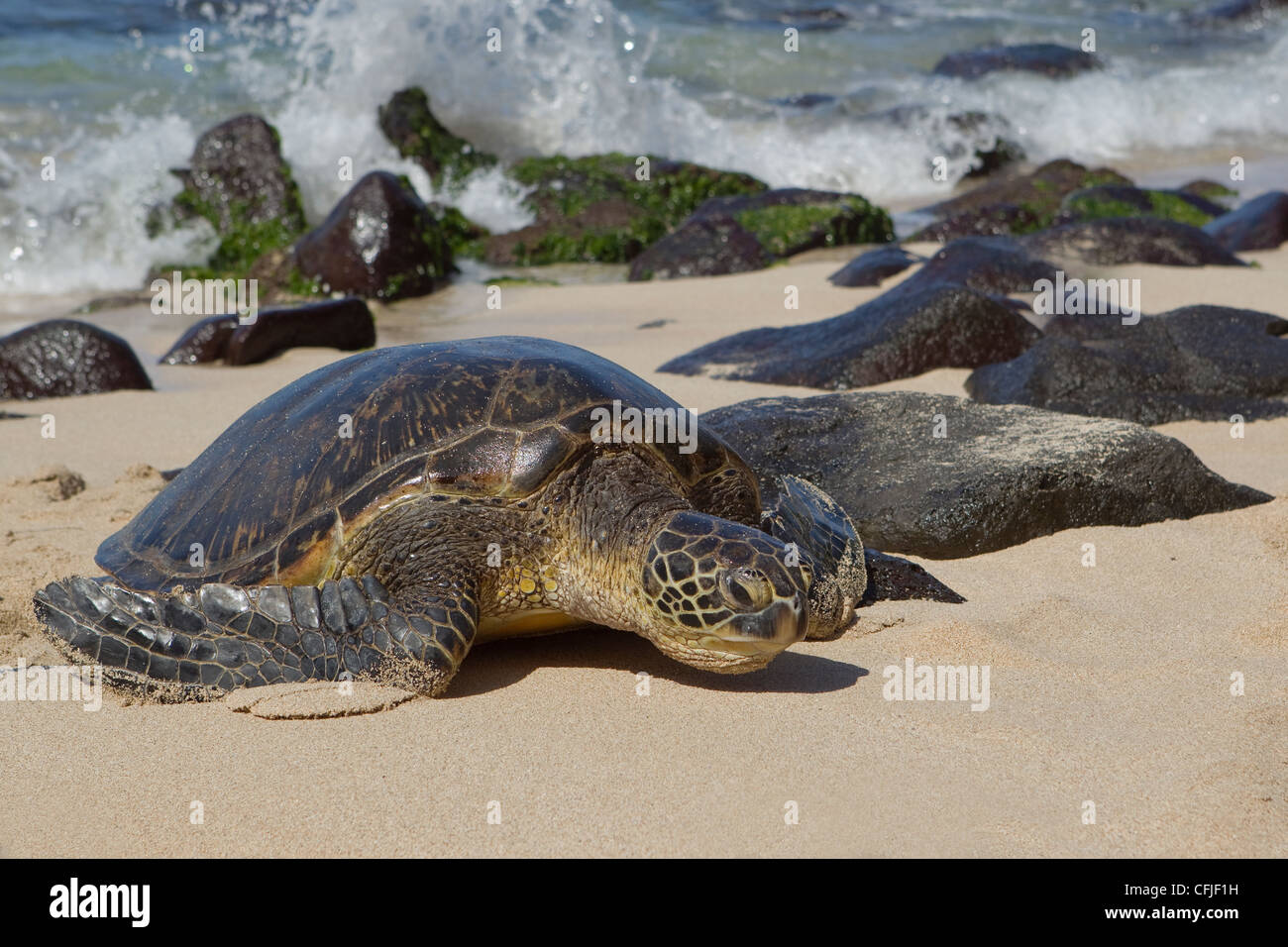 Tortue au soleil Banque de photographies et d’images à haute résolution ...