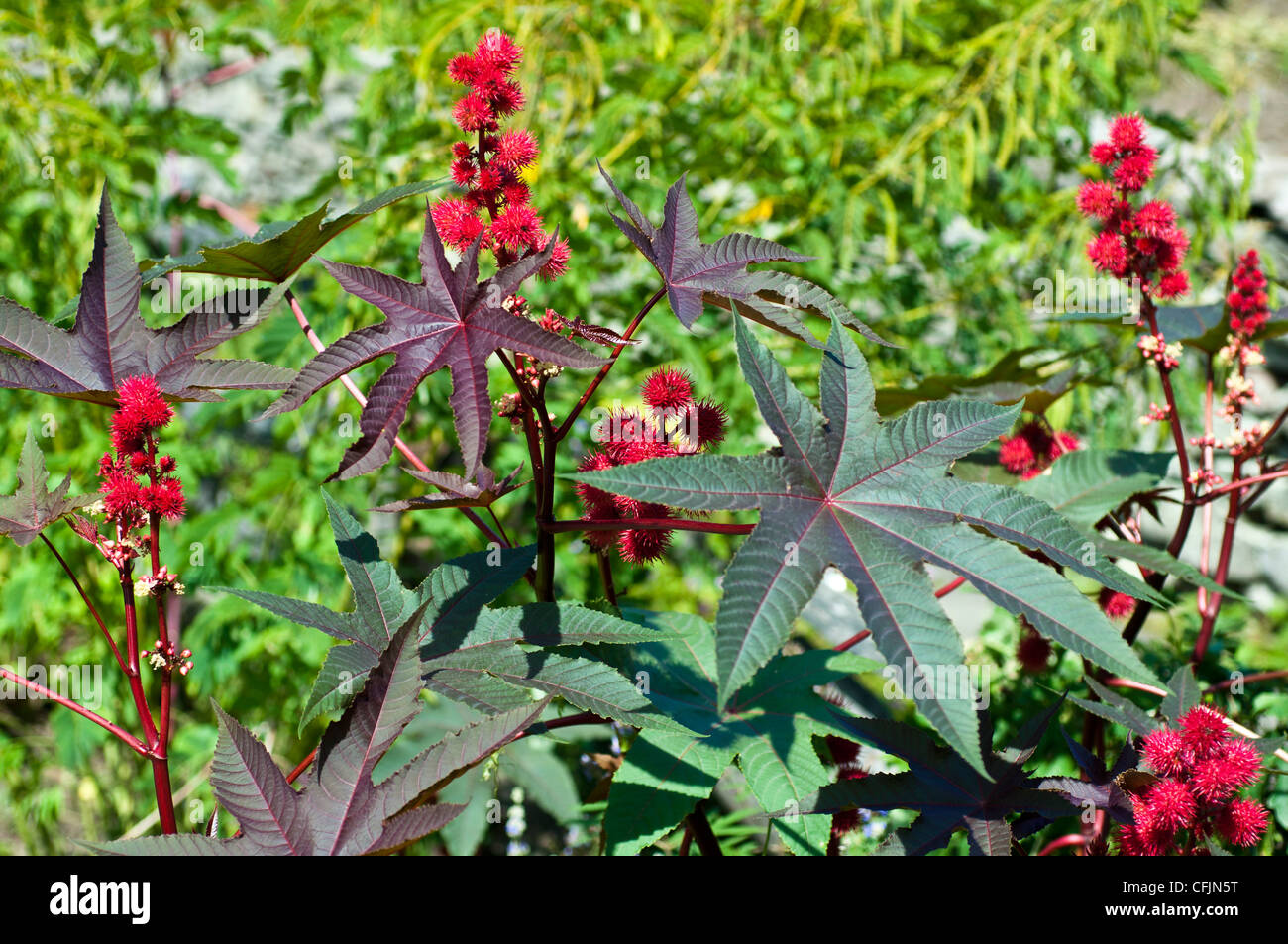 Plante De Graine De Ricin Banque d'image et photos - Alamy