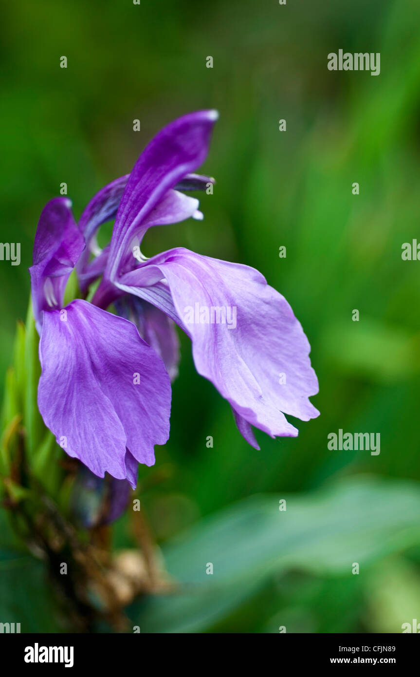 Roscoea capitata Banque de photographies et d’images à haute résolution ...