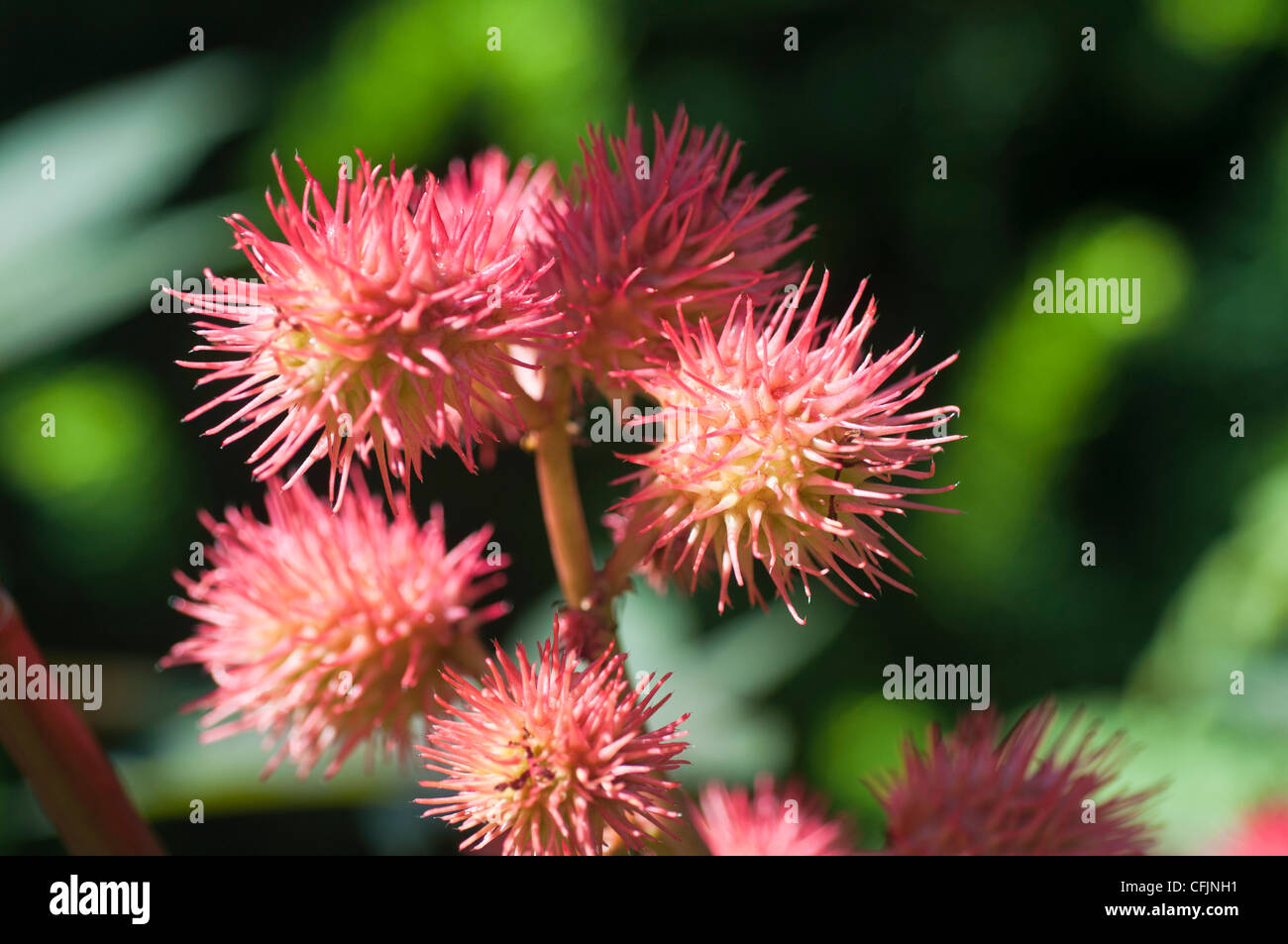 Rizinusbaum oder rizinus ricinus communis Banque de photographies et d ...