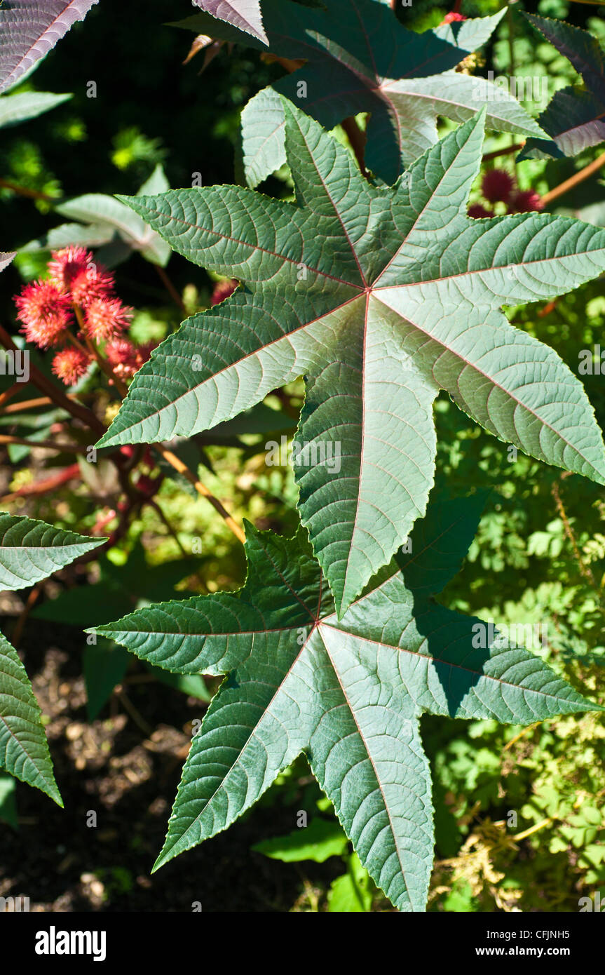 Ricinus communis Banque de photographies et d’images à haute résolution ...