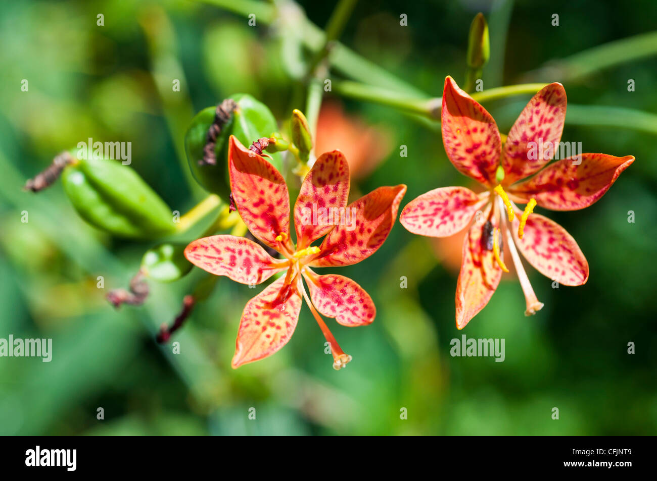 Belamcanda chinensis Banque de photographies et d’images à haute ...
