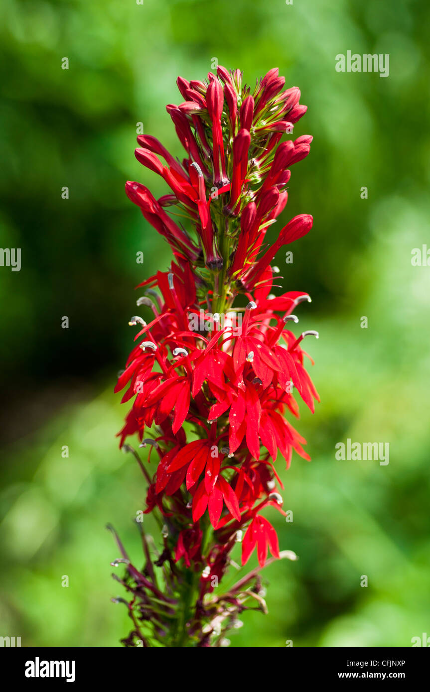 Fleur cardinale Banque de photographies et d’images à haute résolution ...