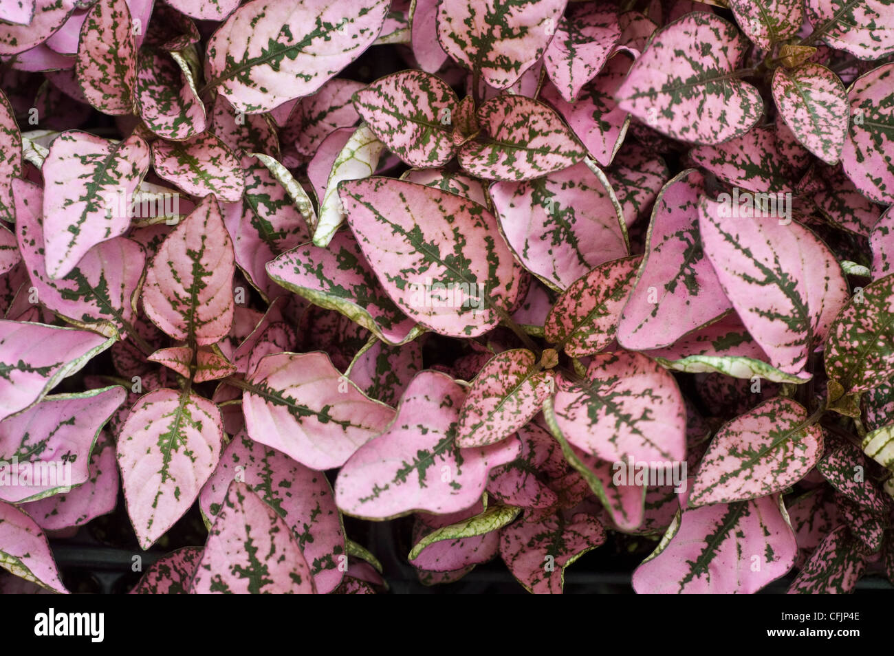 Feuilles d'hypoestes splash roses Banque de photographies et d’images à ...