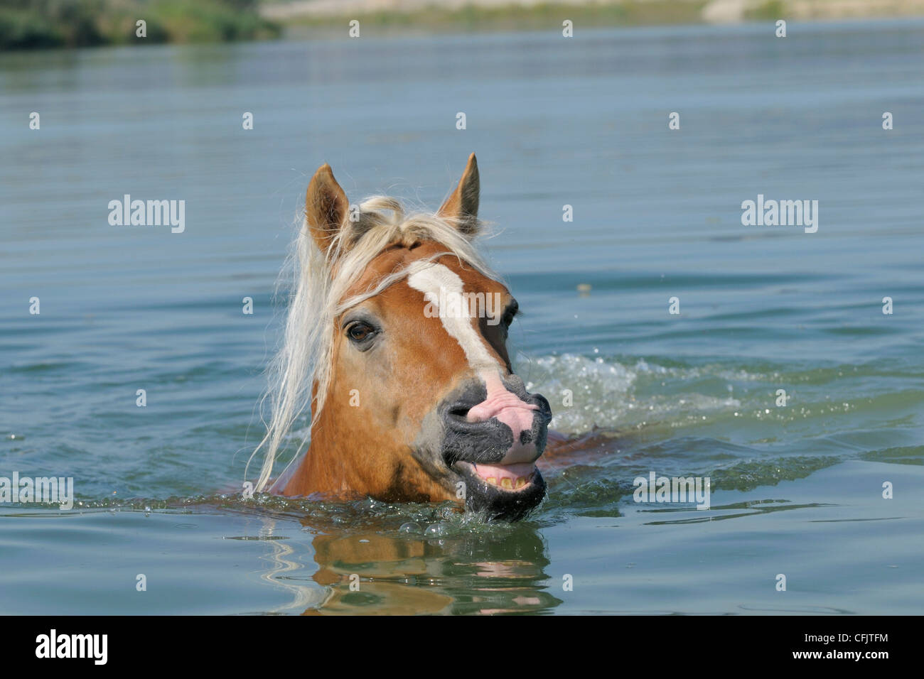 Cheval Haflinger stallion dans un lac Photo Stock - Alamy