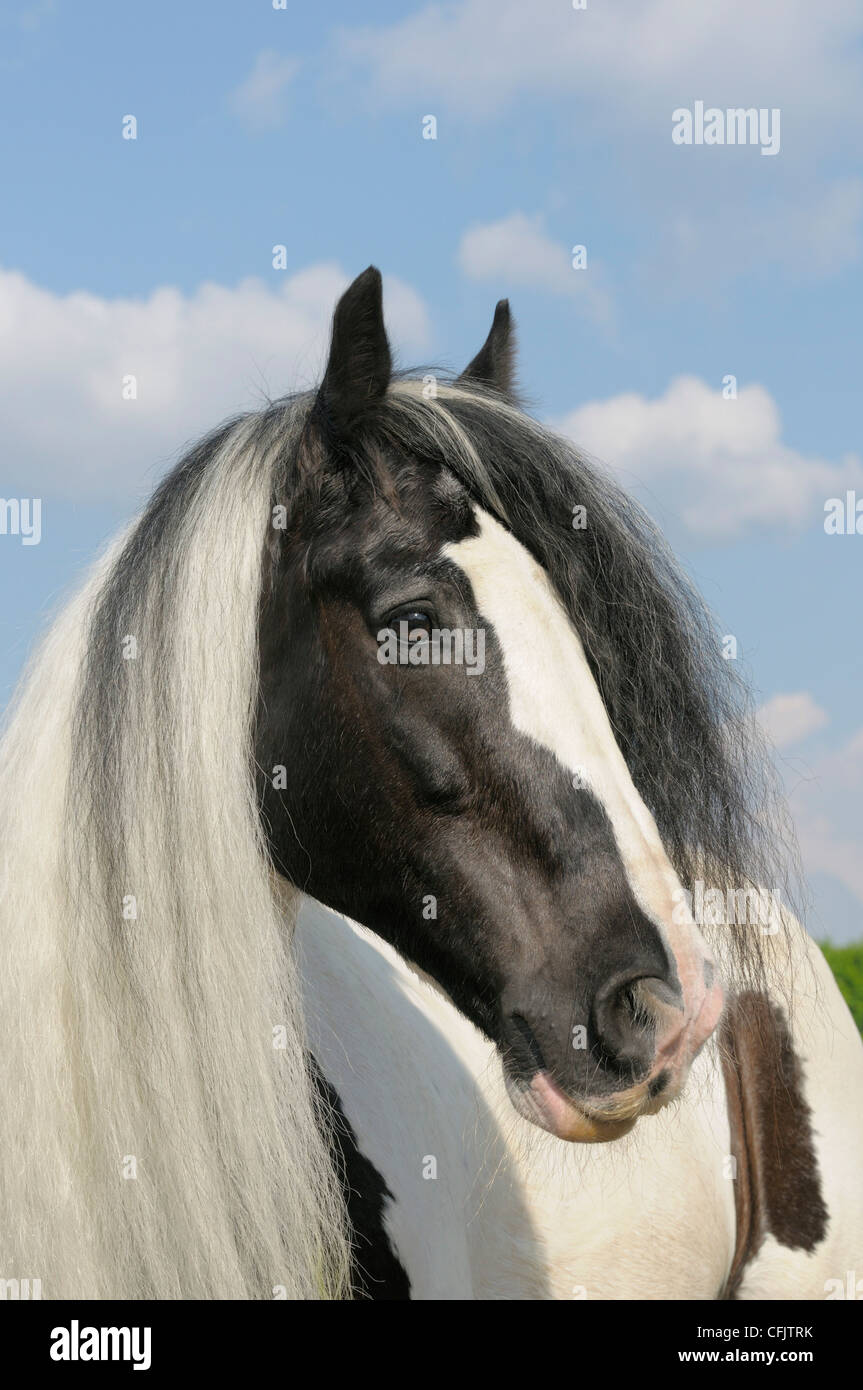 Tinker horse Banque de photographies et d’images à haute résolution - Alamy