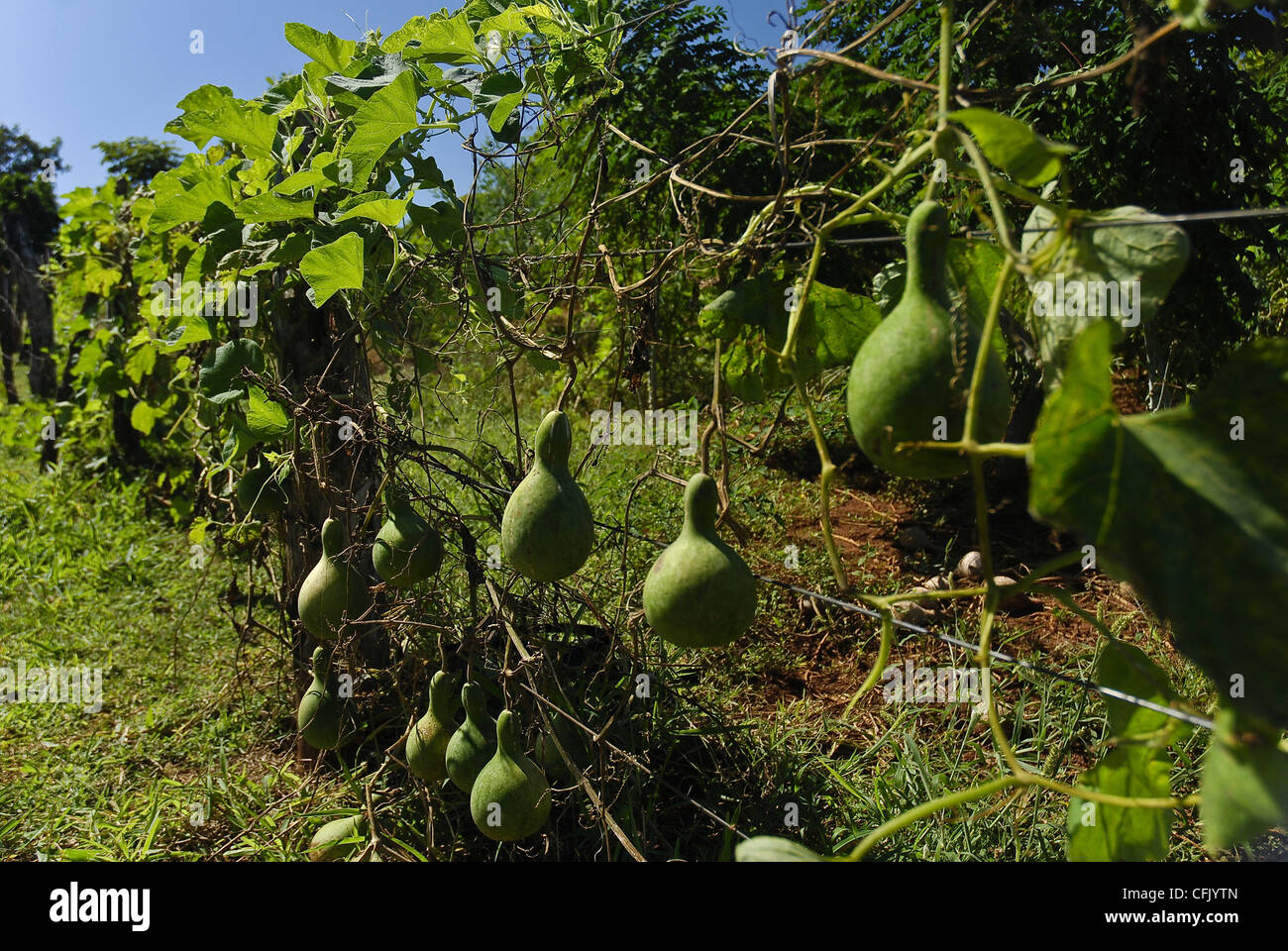 Calebasse ou gourde bouteille plantation, l'État du Mato Grosso do Sul ...