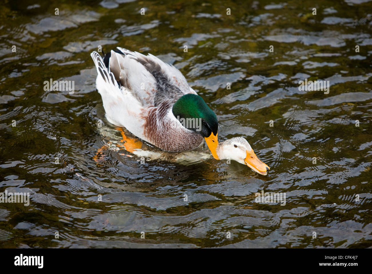 Ducks mating Banque de photographies et d’images à haute résolution - Alamy
