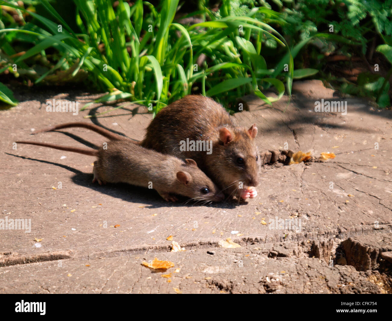Rat baby Banque de photographies et d’images à haute résolution - Alamy