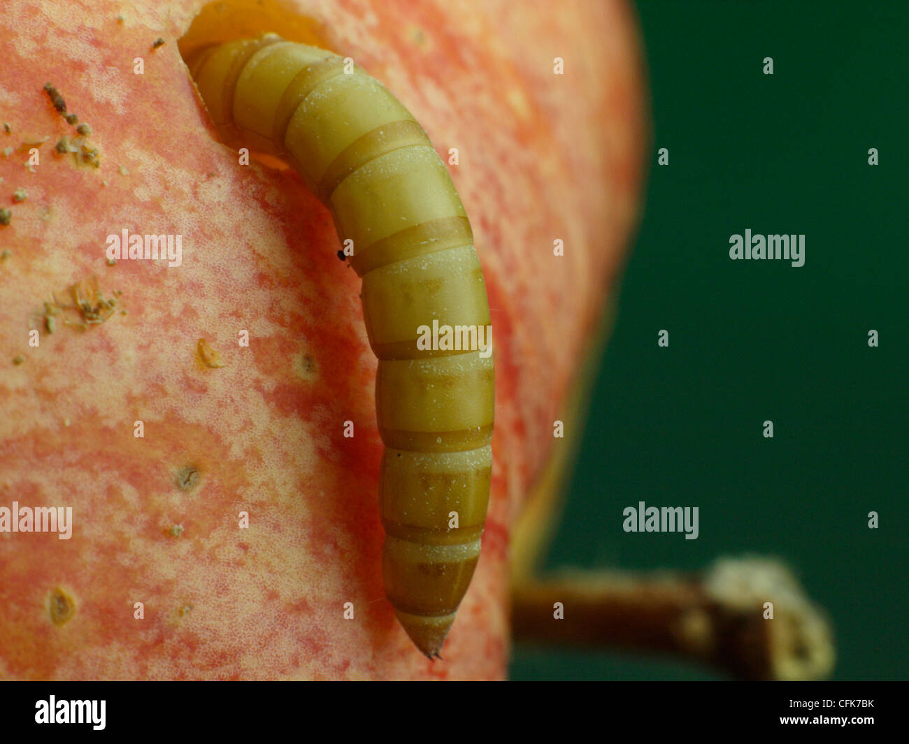 Trou dans la pomme Banque de photographies et d’images à haute ...