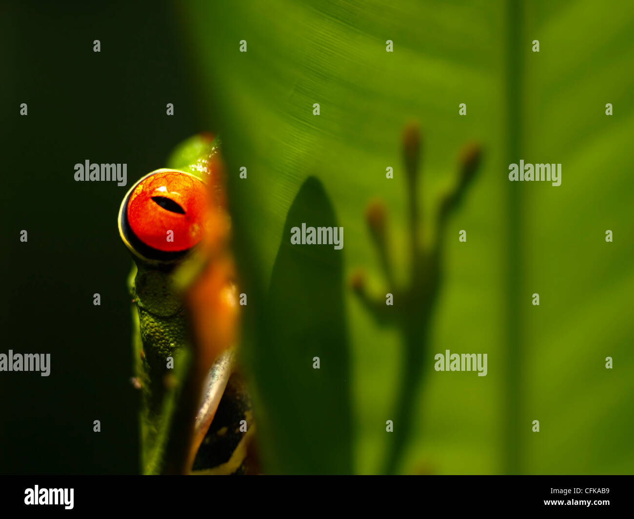 Grenouille sur une feuille Banque de photographies et d’images à haute ...