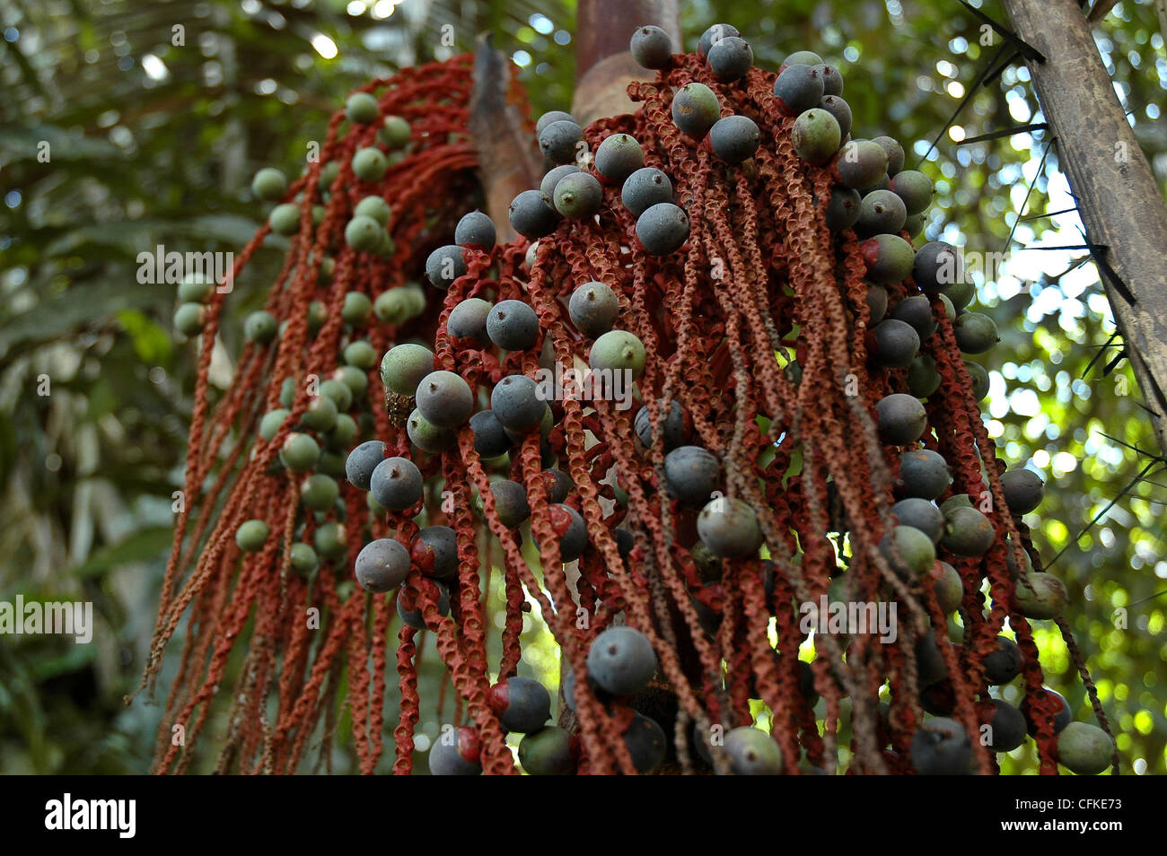 Bacaba fruits, forêt amazonienne, au Brésil. Oenocarpus est un genre de ...