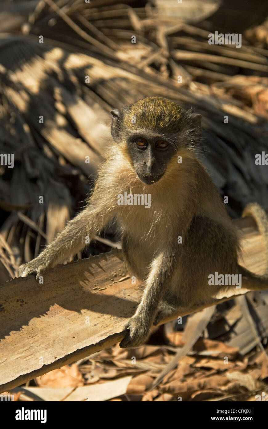 Un jeune singe vert à Bijilo Gambie Kotu Parc national forestier de l ...