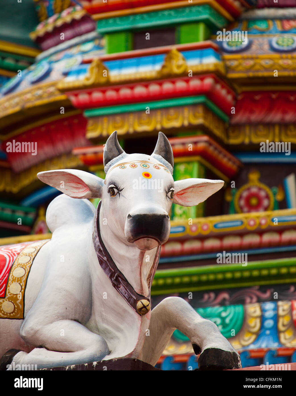 Sacred cow hindu Banque de photographies et d’images à haute résolution ...