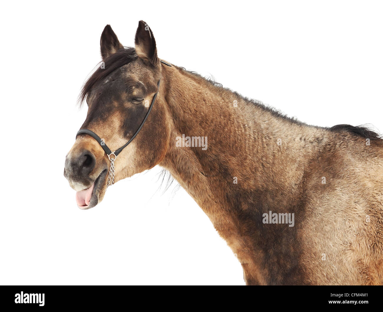 Horse tongue Banque de photographies et d’images à haute résolution - Alamy