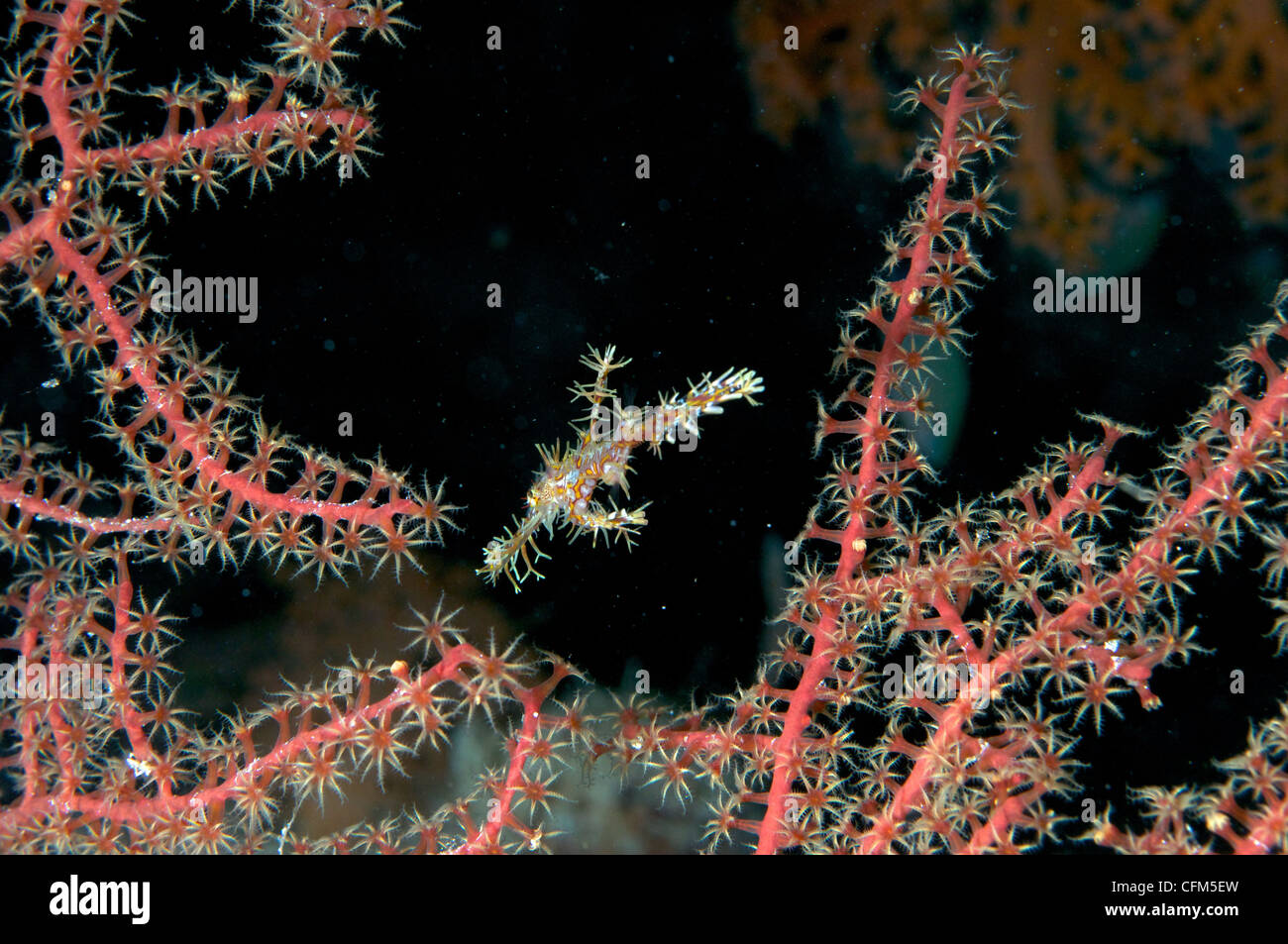 Pipe fish Banque de photographies et d’images à haute résolution - Alamy