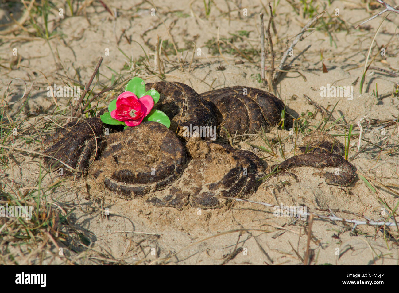 Cheval rose Banque de photographies et d’images à haute résolution - Alamy
