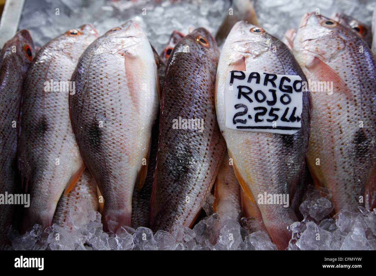 Pargo fish Banque de photographies et d’images à haute résolution - Alamy