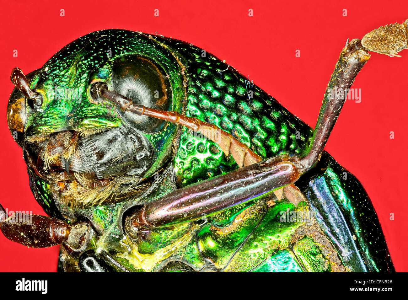 Macro insecte Banque de photographies et d’images à haute résolution ...