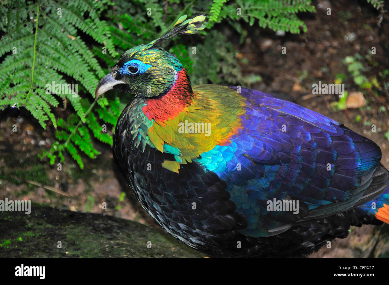 Himalayan monal Banque de photographies et d’images à haute résolution ...