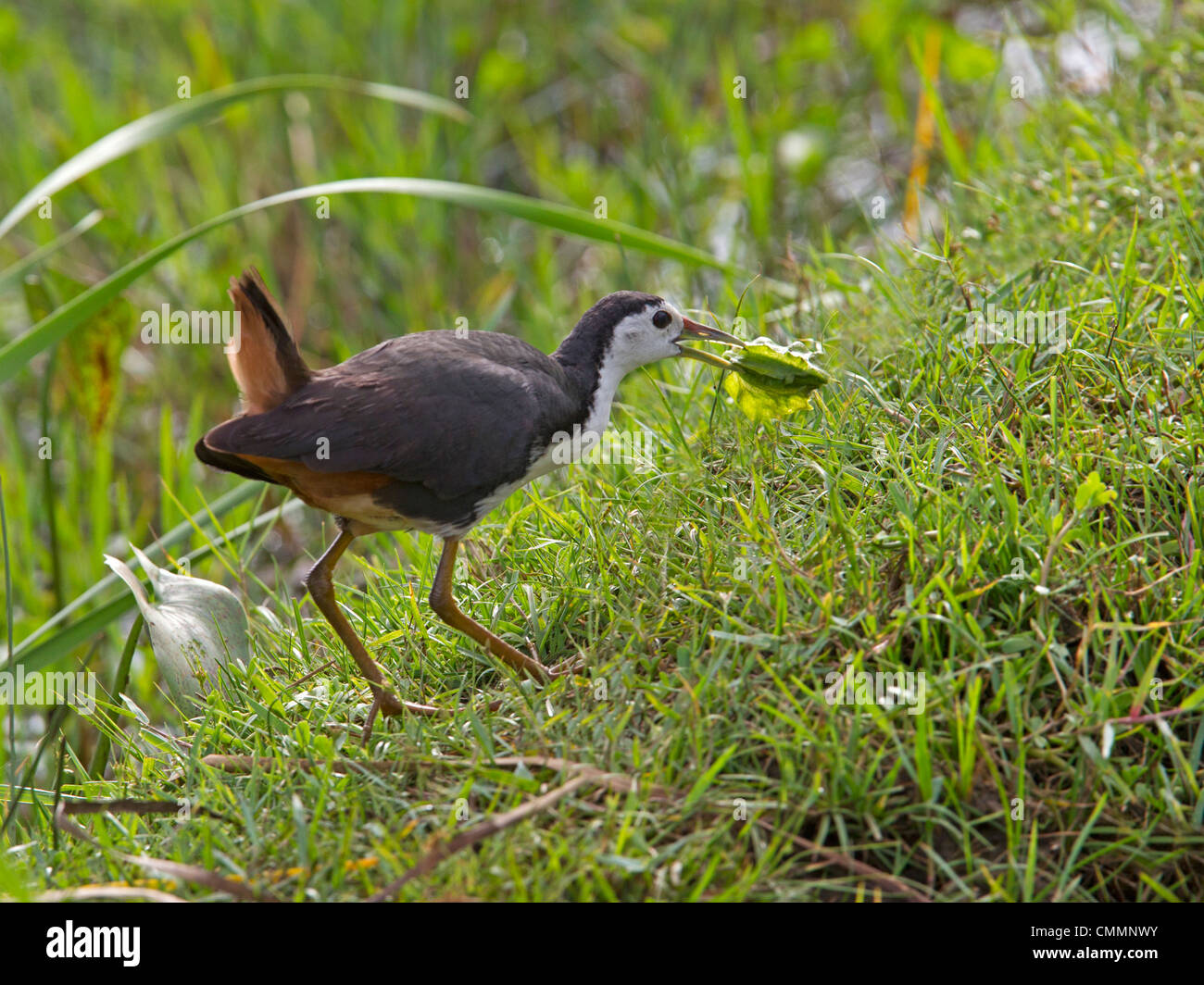 Water hen Banque de photographies et d’images à haute résolution - Alamy