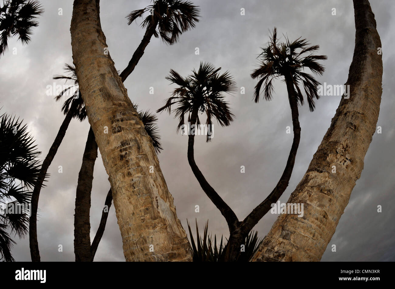 Doum palm tree Banque de photographies et d’images à haute résolution ...