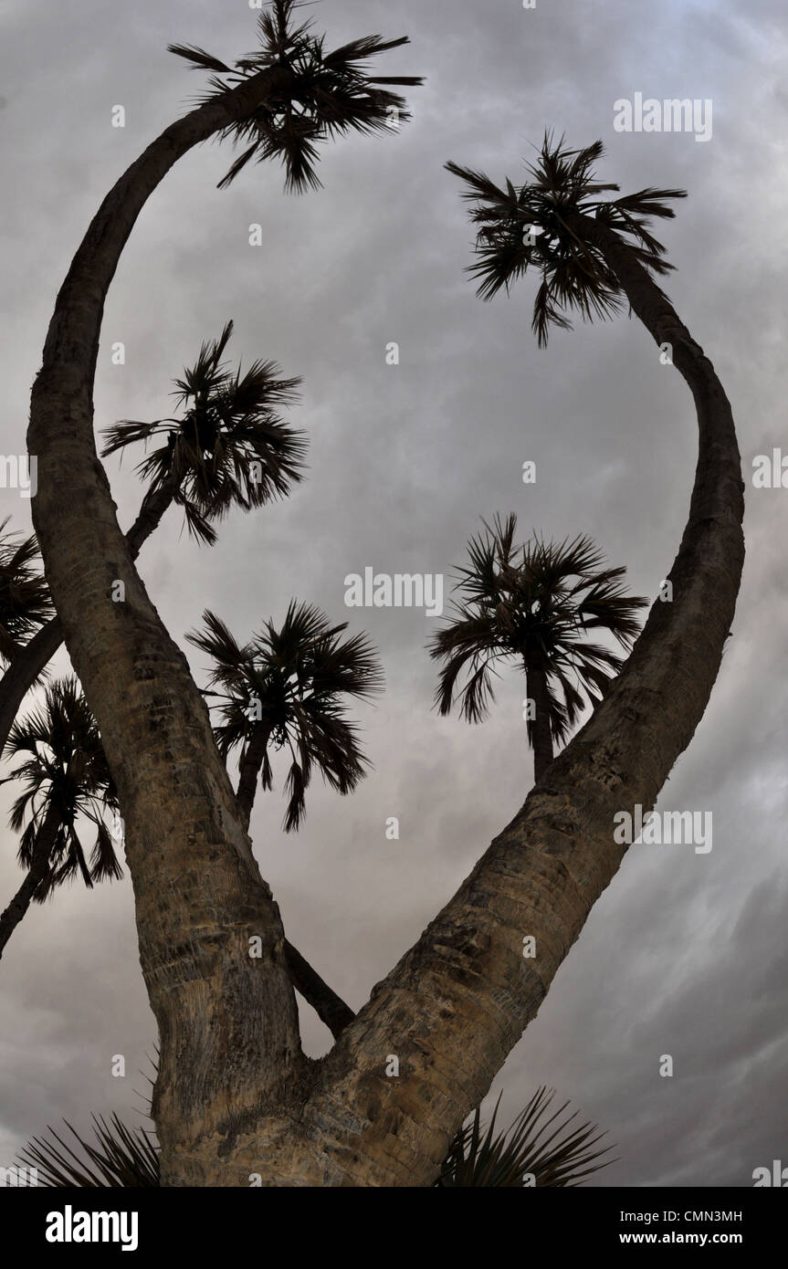 Doum palm tree Banque de photographies et d’images à haute résolution ...